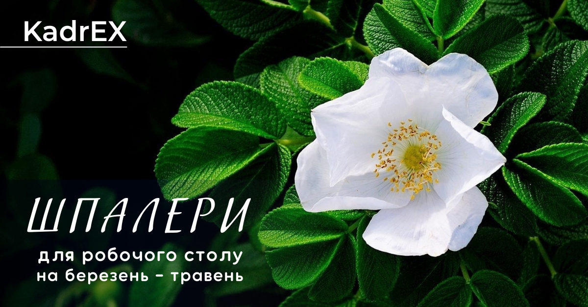 Шпалери на робочий стіл. Березень-травень | Професійні видання